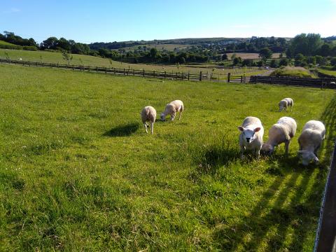 Fleeing Sheep | Salem Chapel, Martin Top